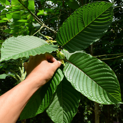 Kratom: Uses, How To Identify & Addictive Qualities | The Recovery ...